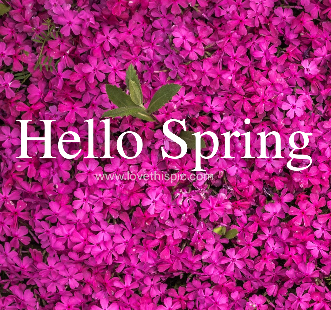 Blooms Hello Spring Quote Pictures, Photos, and Images for Facebook ...