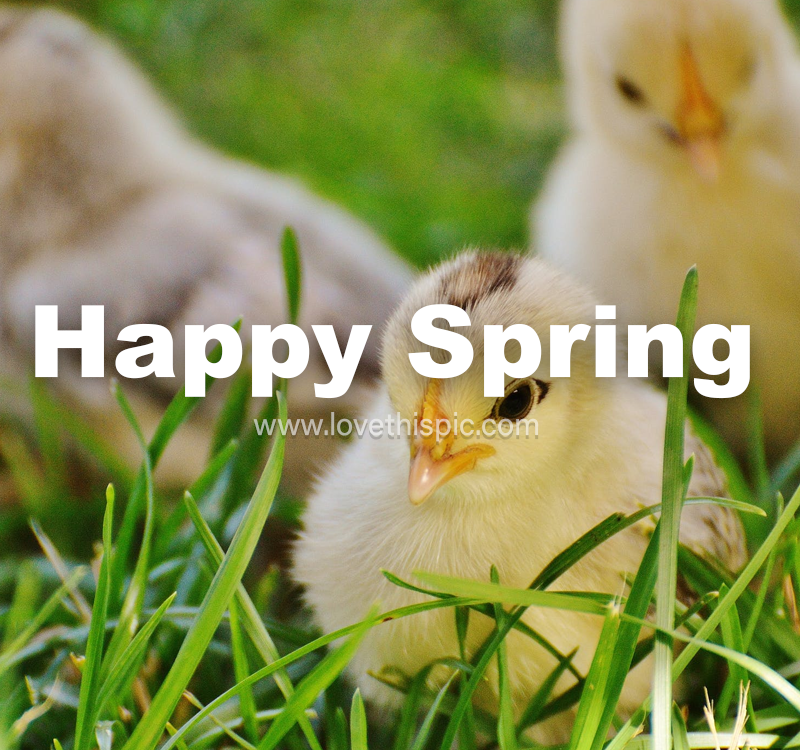 3 Chick Happy Spring Quote Pictures, Photos, and Images for Facebook ...