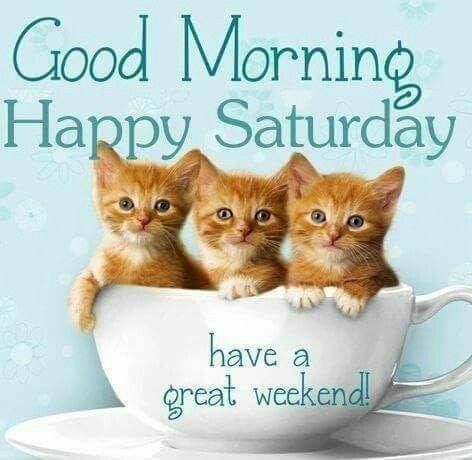 3 Kitty Good Morning, Happy Saturday Image Pictures, Photos, and Images ...