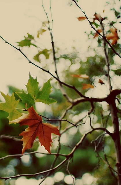 First Fall Leaf Pictures, Photos, and Images for Facebook, Tumblr ...