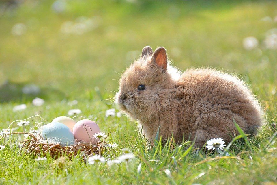 Bunny With Eggs Pictures, Photos, and Images for Facebook, Tumblr ...