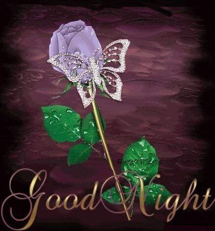 Good Night Butterfly Rose Pictures, Photos, and Images for Facebook ...