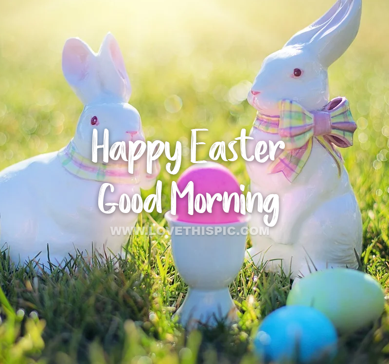 Bunnies In Field - Happy Easter Good Morning Pictures, Photos, and ...