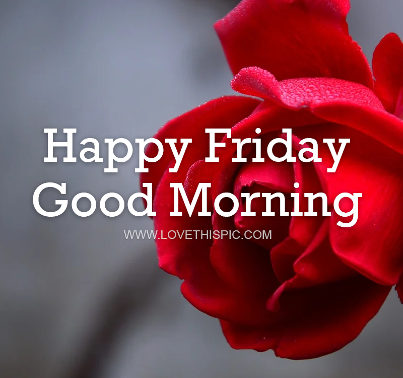 Rose Blossom - Happy Friday Good Morning Pictures, Photos, and Images ...