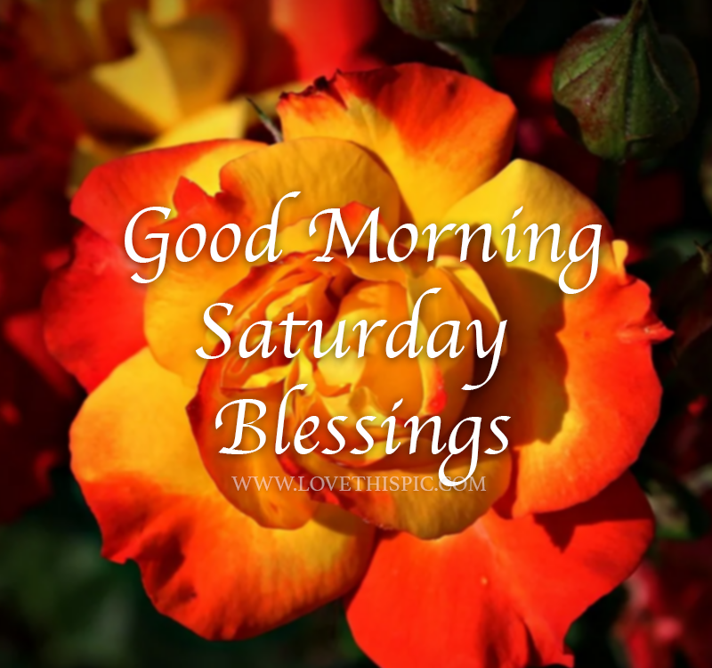 Blossomed Rose - Good Morning Saturday Blessings Pictures, Photos, and ...