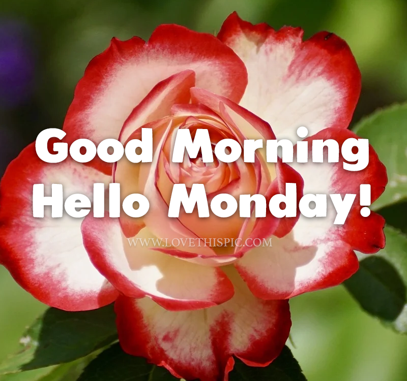 Good Morning, Hello Monday! Pictures, Photos, and Images for Facebook ...