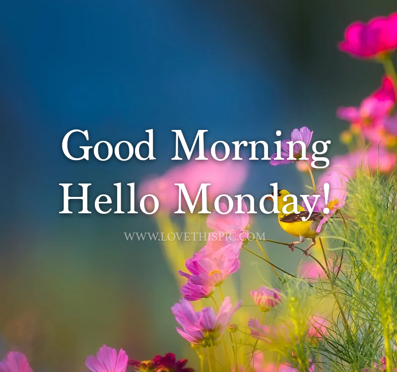 Blooms & Bird - Good Morning Hello Monday Pictures, Photos, and Images ...