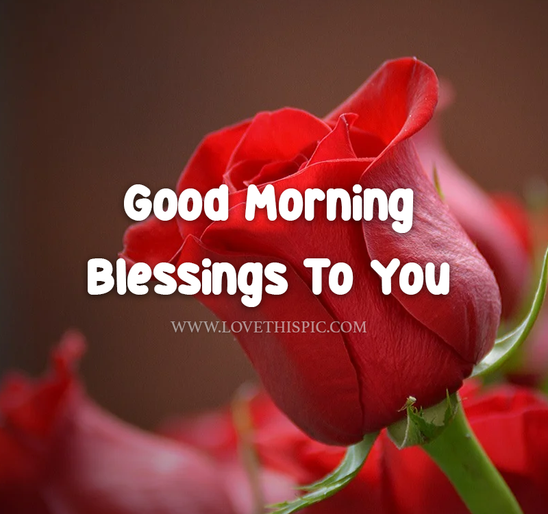 Single Rose - Good Morning Blessings To You Pictures, Photos, and ...