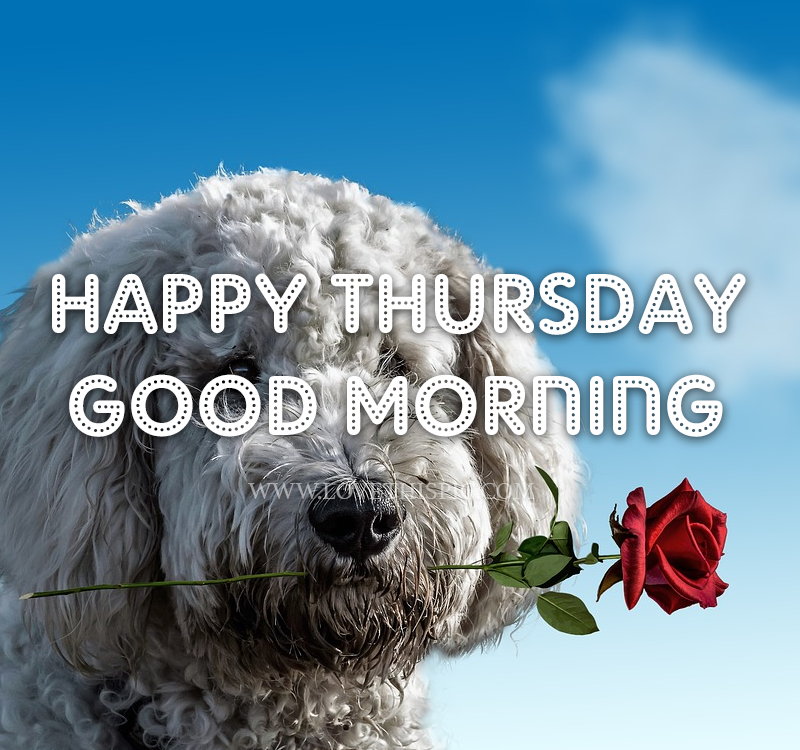 Dog With Rose In Its Mouth Pictures, Photos, and Images for Facebook ...