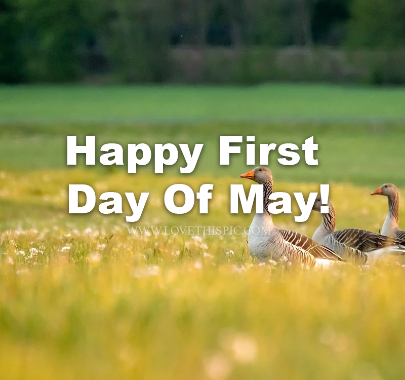 Nature Ducks - Happy First Day Of May Pictures, Photos, and Images for ...