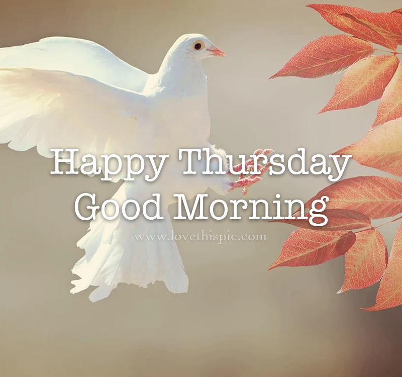 Dove Bird - Happy Thursday Good Morning Pictures, Photos, and Images ...