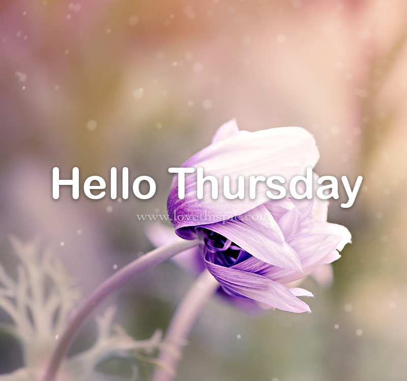 Violet White Flower - Hello Thursday Pictures, Photos, and Images for ...