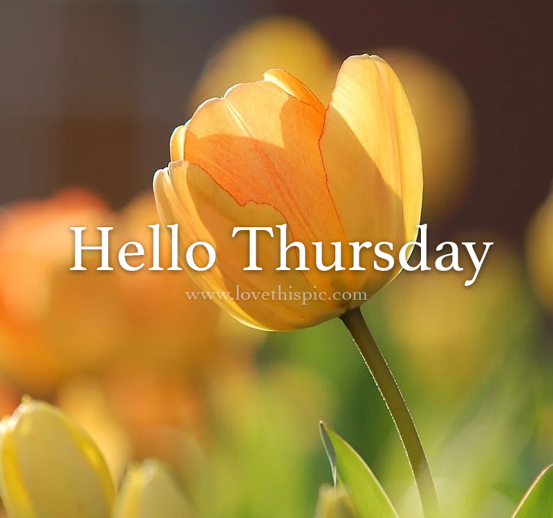 Bright Tulip Hello Thursday Pictures, Photos, and Images for Facebook ...