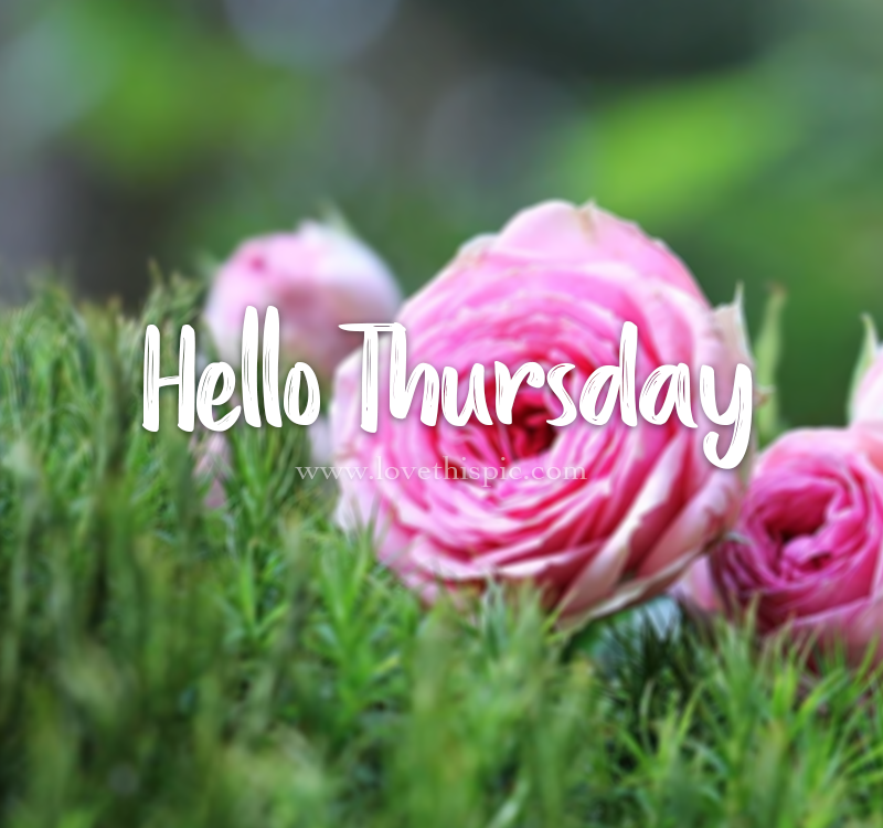 Rose Bush Hello Thursday Pictures, Photos, and Images for Facebook ...