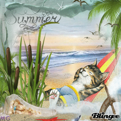 Happy Cat On The Beach Pictures, Photos, and Images for Facebook ...