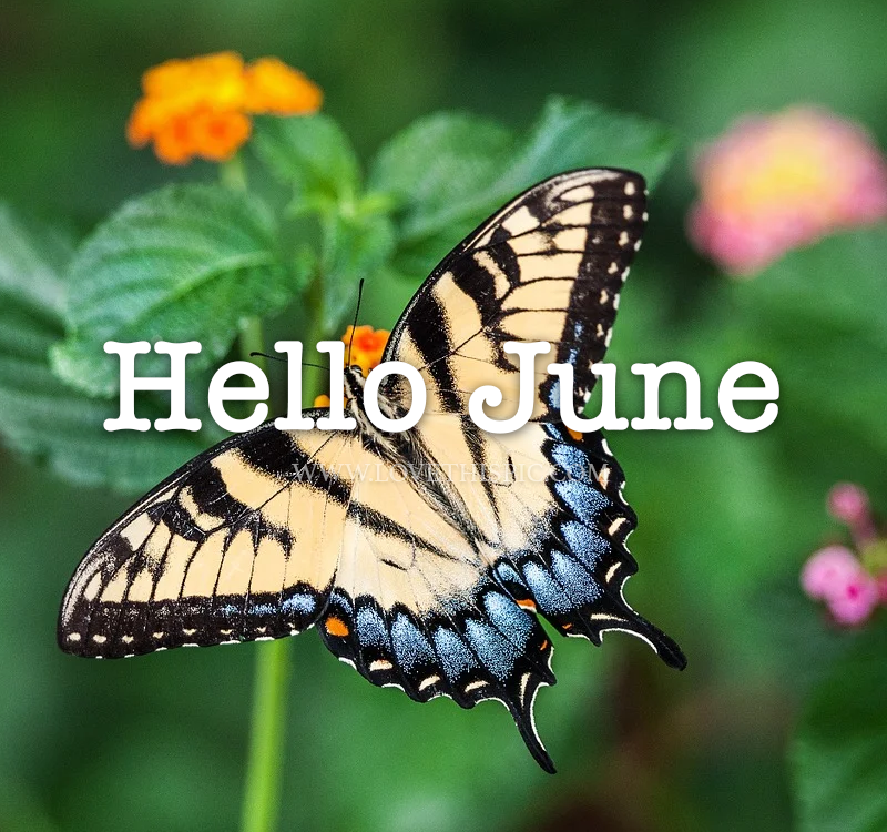 Butterfly In Nature - Hello June Pictures, Photos, and Images for ...