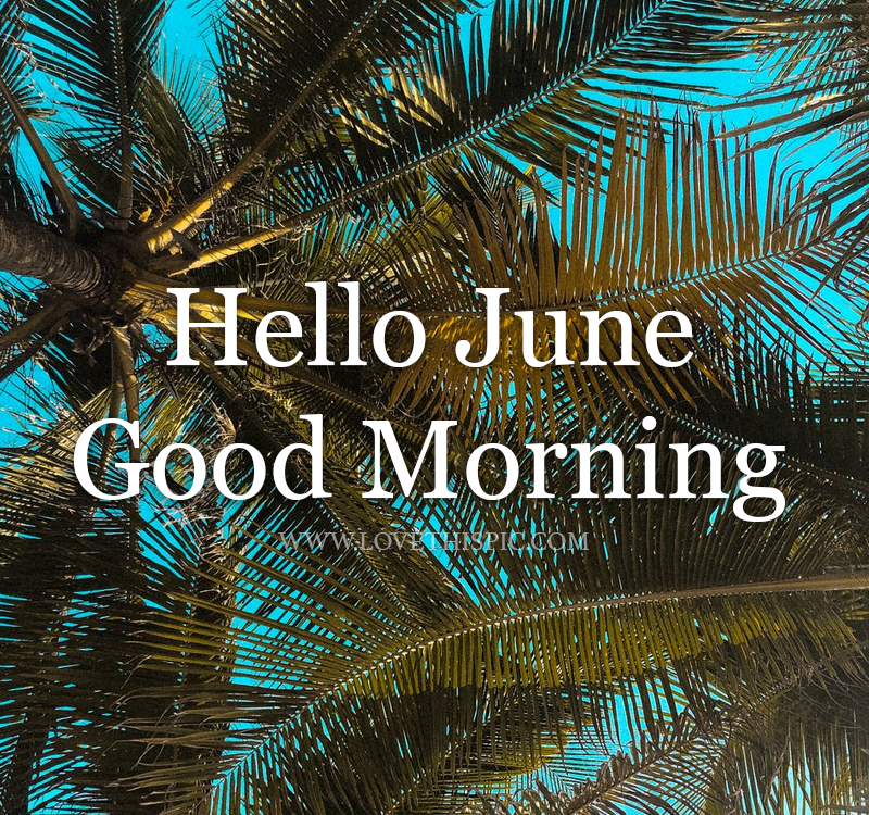 Coconut Tree - Hello June Good Morning Pictures, Photos, and Images for ...