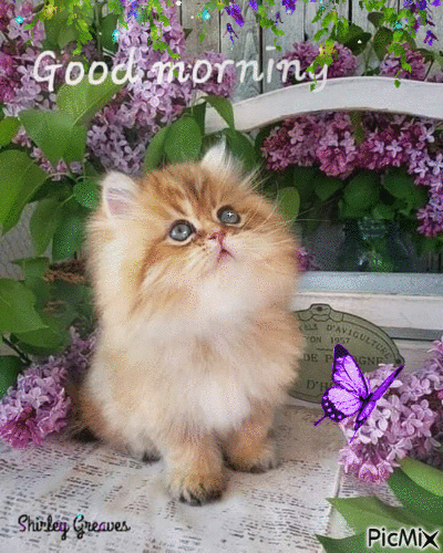 Kitty Staring At Butterflies Pictures, Photos, and Images for Facebook ...