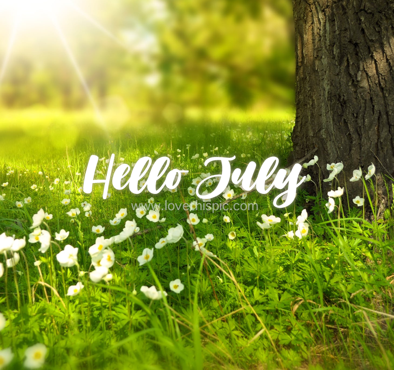 White Blooming Flowers - Hello July Pictures, Photos, and Images for ...