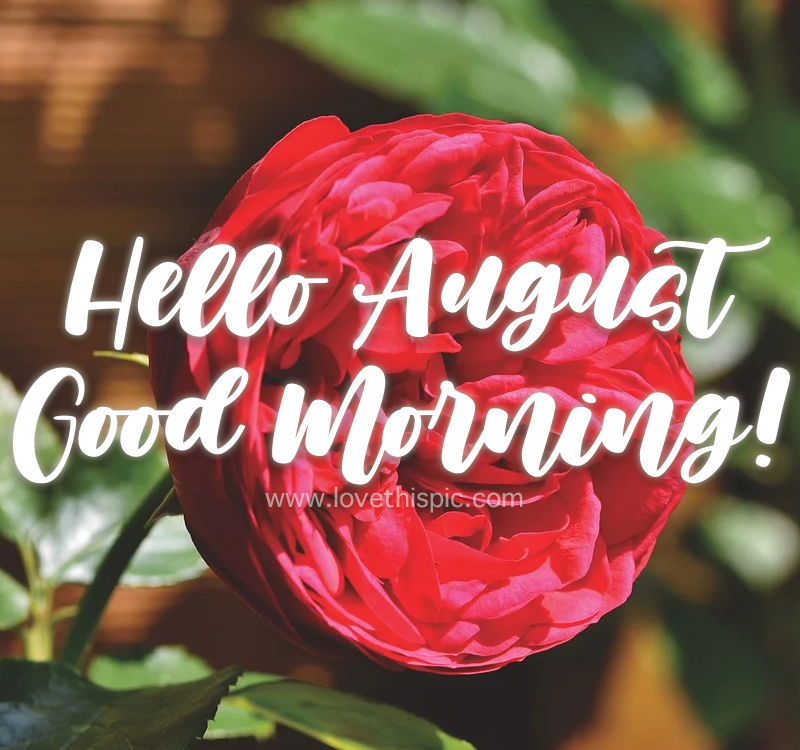 Red Rose Bloom: Hello August, Good Morning Pictures, Photos, and Images ...