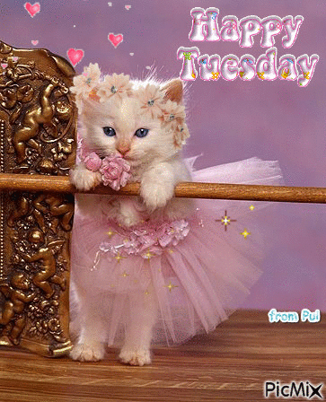 Ballerina Kitty: Happy Tuesday Pictures, Photos, and Images for ...