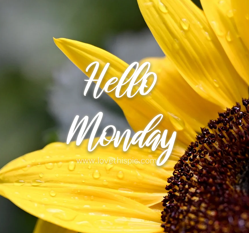 Wet Sunflower Hello Monday Pictures, Photos, and Images for Facebook ...