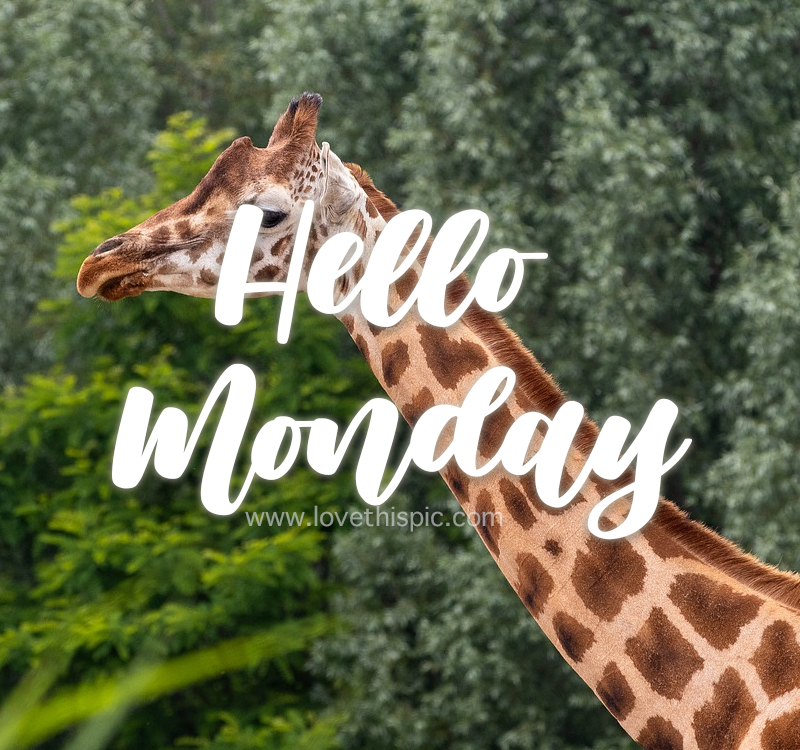 Giraffe Hello Monday Pictures, Photos, and Images for Facebook, Tumblr ...