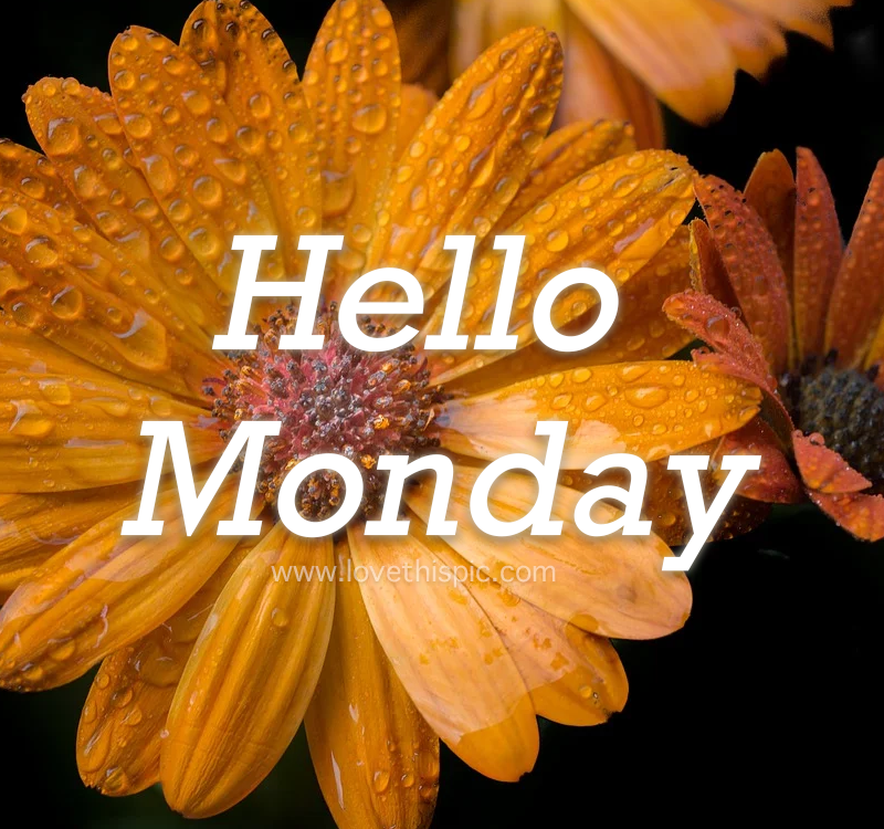 Orange Flower: Hello Monday Pictures, Photos, and Images for Facebook ...
