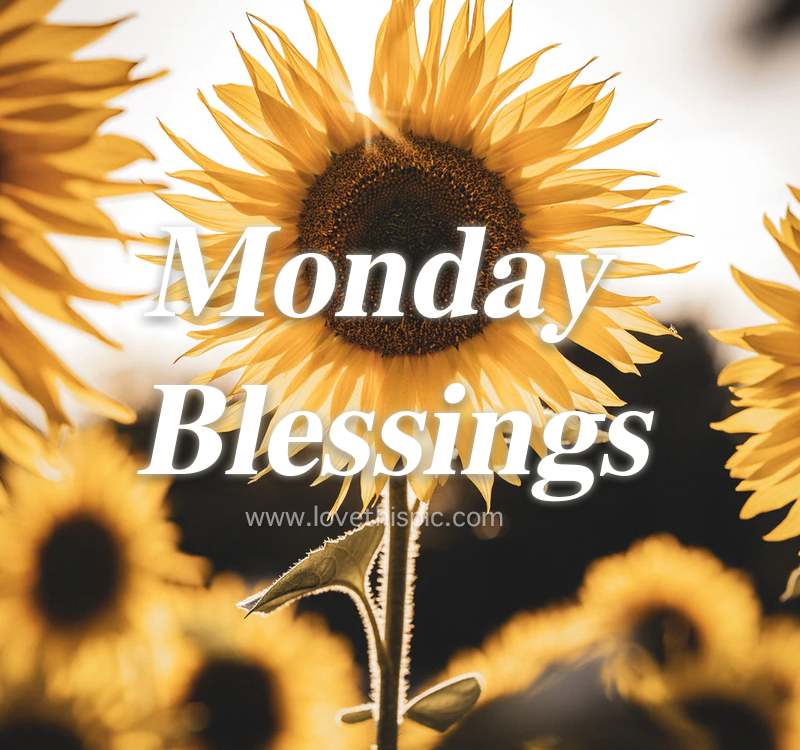 Close Up Of Yellow Sunflowers: Monday Blessings Pictures, Photos, and ...