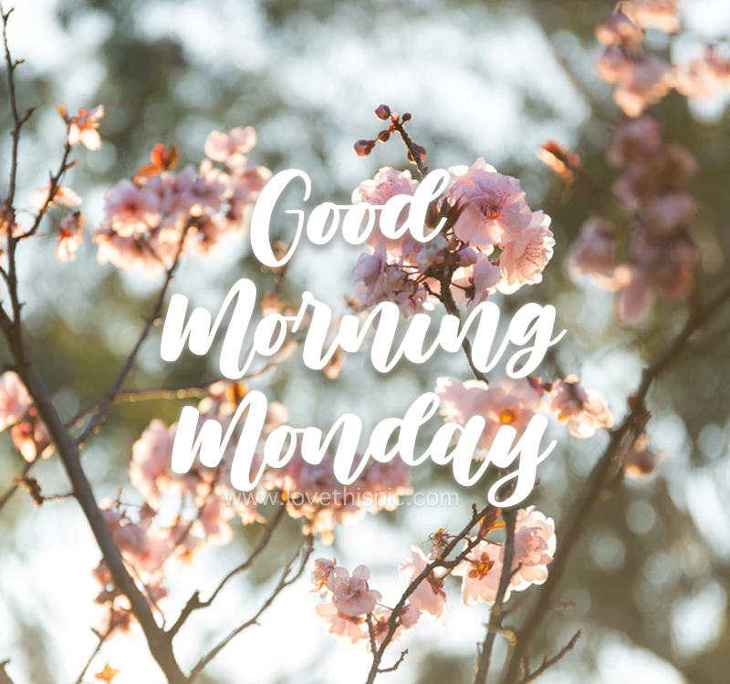 Pink Cherry Blossom: Good Morning Monday Pictures, Photos, and Images ...