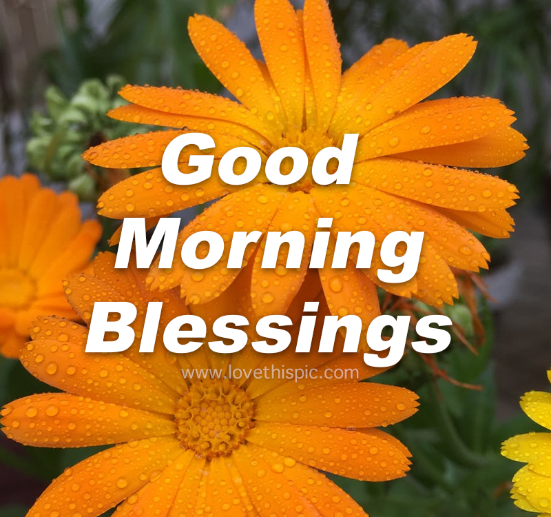 Orange Petaled Flower: Good Morning Blessings Pictures, Photos, and ...