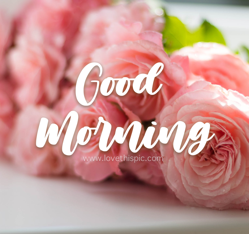 Light Pink Roses For A Good Morning Pictures, Photos, and Images for ...