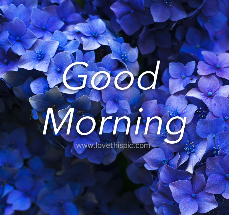 Purple Floral Good Morning Quote Pictures, Photos, and Images for ...