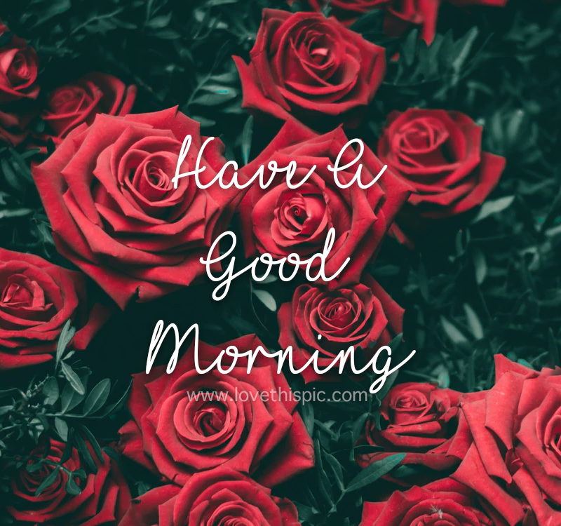 Bloomed Red Roses: Have A Good Morning Pictures, Photos, and Images for ...