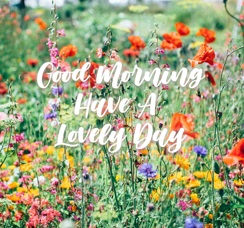 Flower Field: Good Morning, Have A Lovely Day Pictures, Photos, and ...