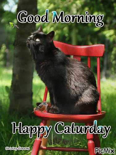 Happy Caturday, Good Morning Pictures, Photos, and Images for Facebook ...