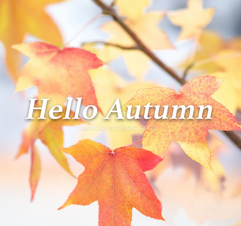 Maple Leaf Hello Autumn Quote Pictures, Photos, and Images for Facebook ...