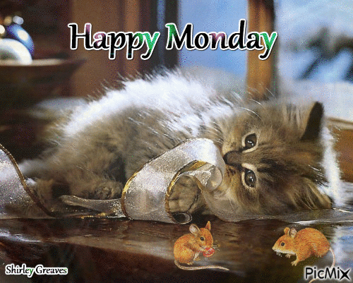 Monday Cat Gif