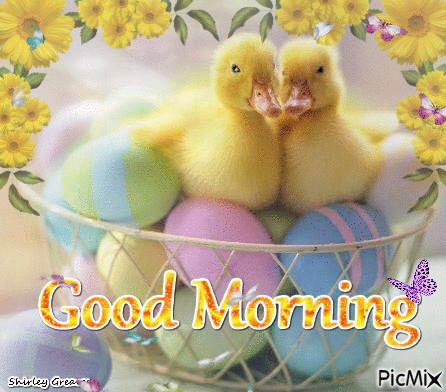 Yellow Ducks Good Morning Gif Pictures, Photos, and Images for Facebook ...