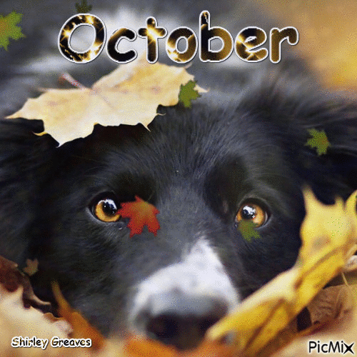 Dog Laying In Leaves - October Gifs Pictures, Photos, and Images for ...