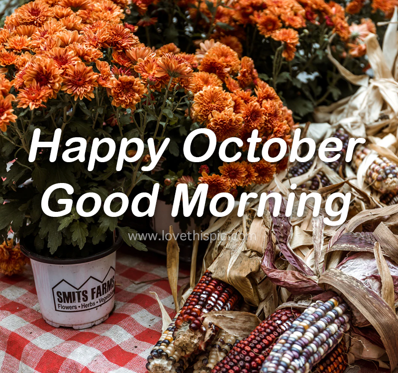 Orange Flower Happy October Good Morning Quotes Pictures, Photos, and ...