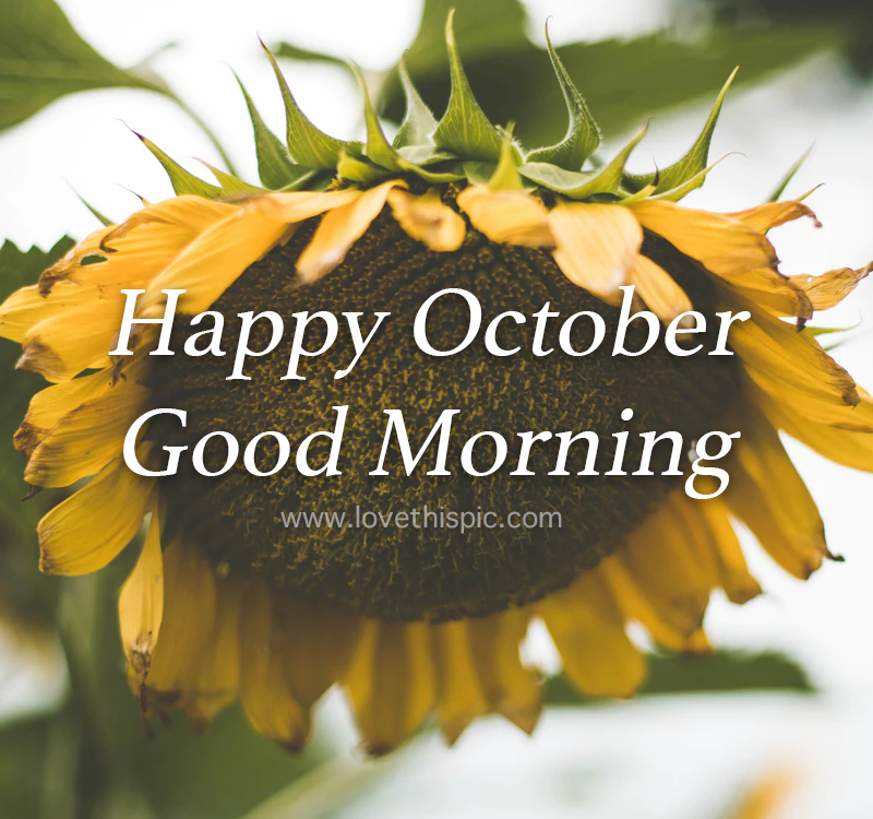 Sunflower Happy October Good Morning Quote Pictures, Photos, and Images ...