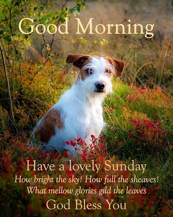 Lovely Sunday Good Morning Quote Pictures, Photos, and Images for ...