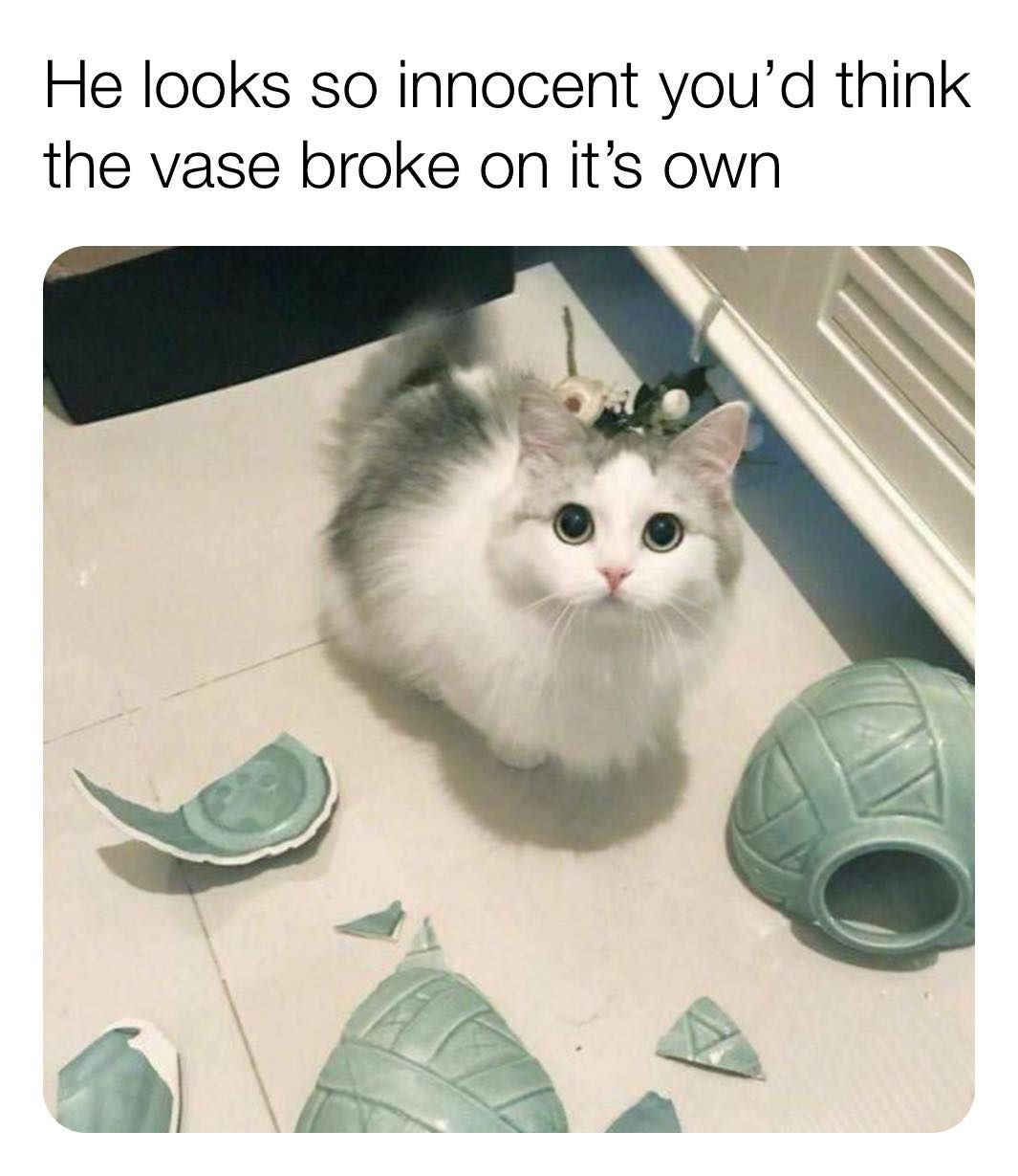 He Looks So Innocent Pictures, Photos, and Images for Facebook, Tumblr ...