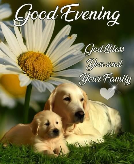 Laying Dogs Good Evening Quote Pictures, Photos, and Images for ...