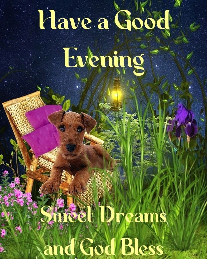 Good Evening Dog In Grass Pictures, Photos, and Images for Facebook ...