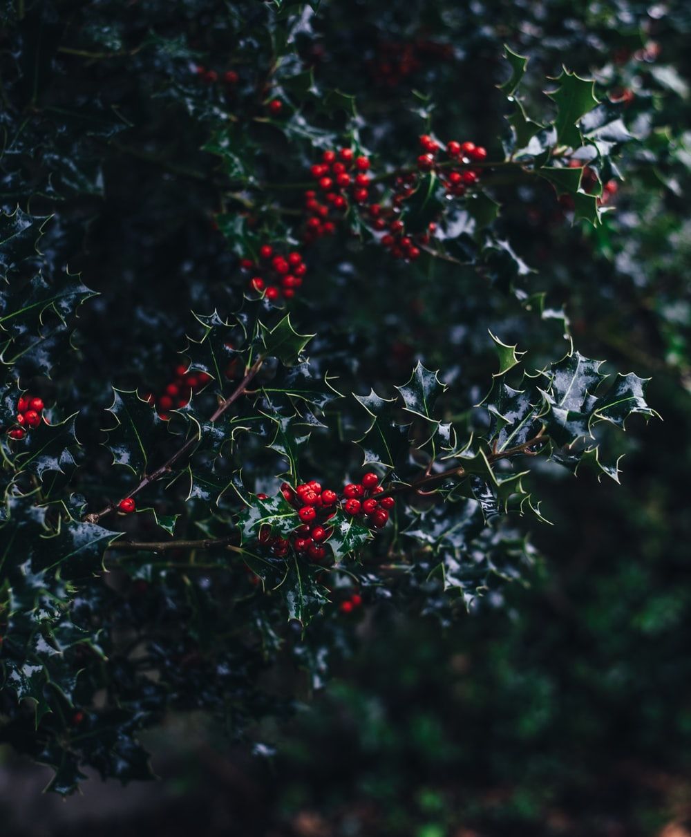 Cluster Of Holly Berries Pictures, Photos, and Images for Facebook ...