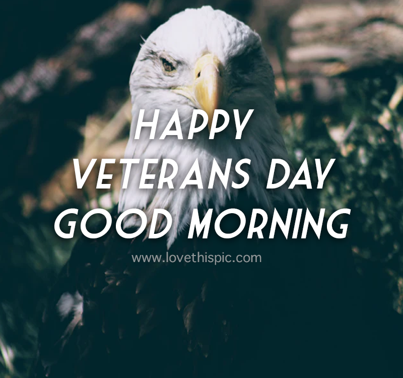 Bald Eagle Veterans Day Good Morning Quote Pictures, Photos, and Images ...