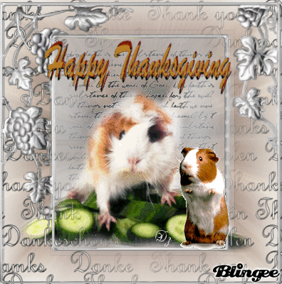 Hamster Happy Thanksgiving Pictures, Photos, and Images for Facebook ...
