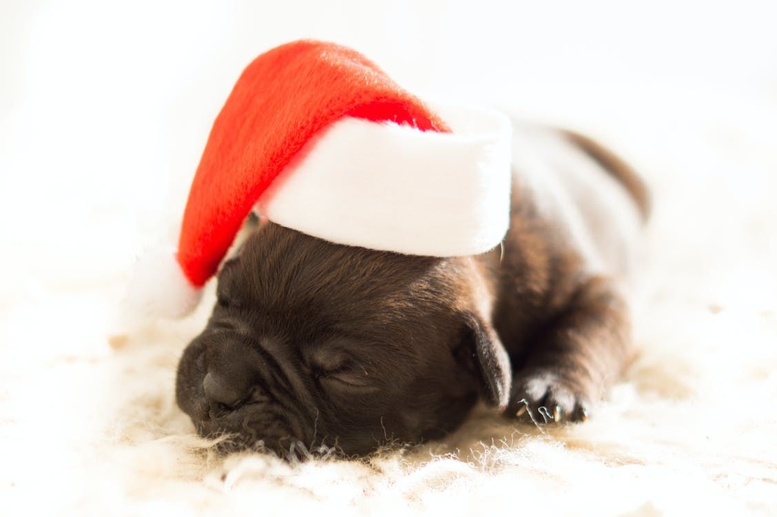 Sleeping Santa Pug Pictures, Photos, and Images for Facebook, Tumblr ...